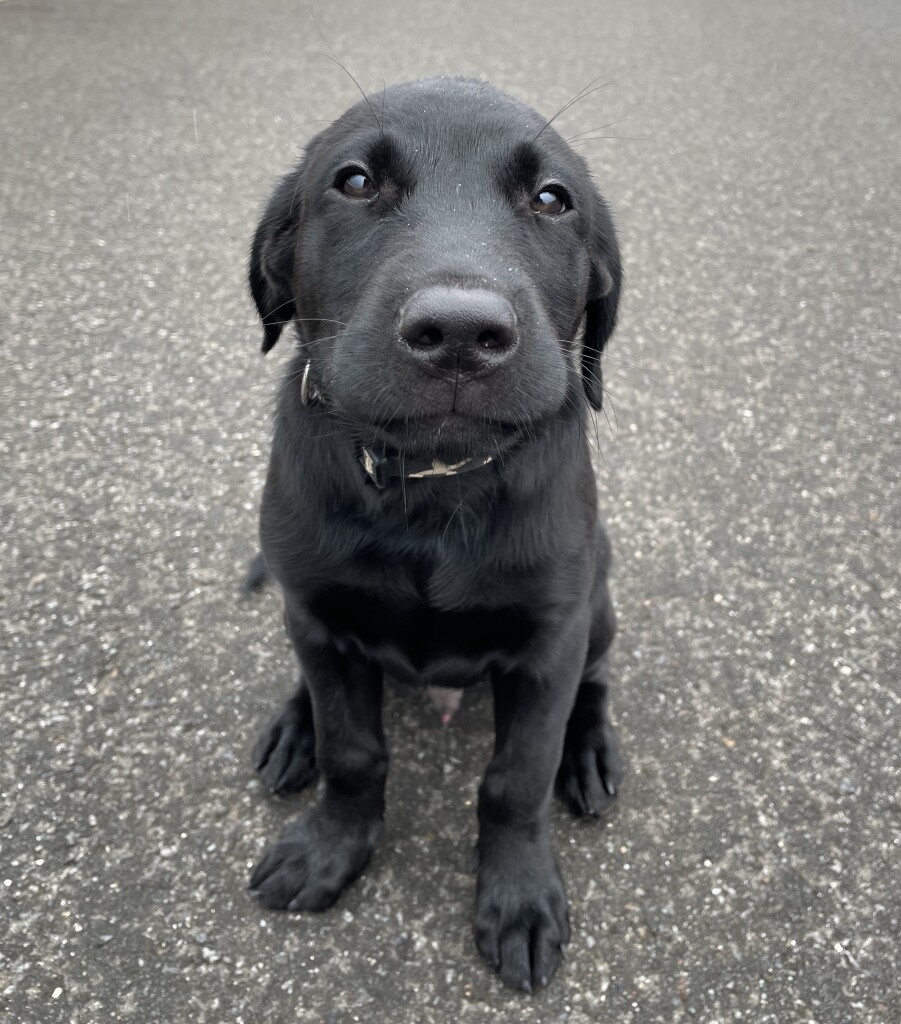 GOLPP（老齢性喉頭麻痺多発性神経障害症候群） | 厚別中央通どうぶつ病院
